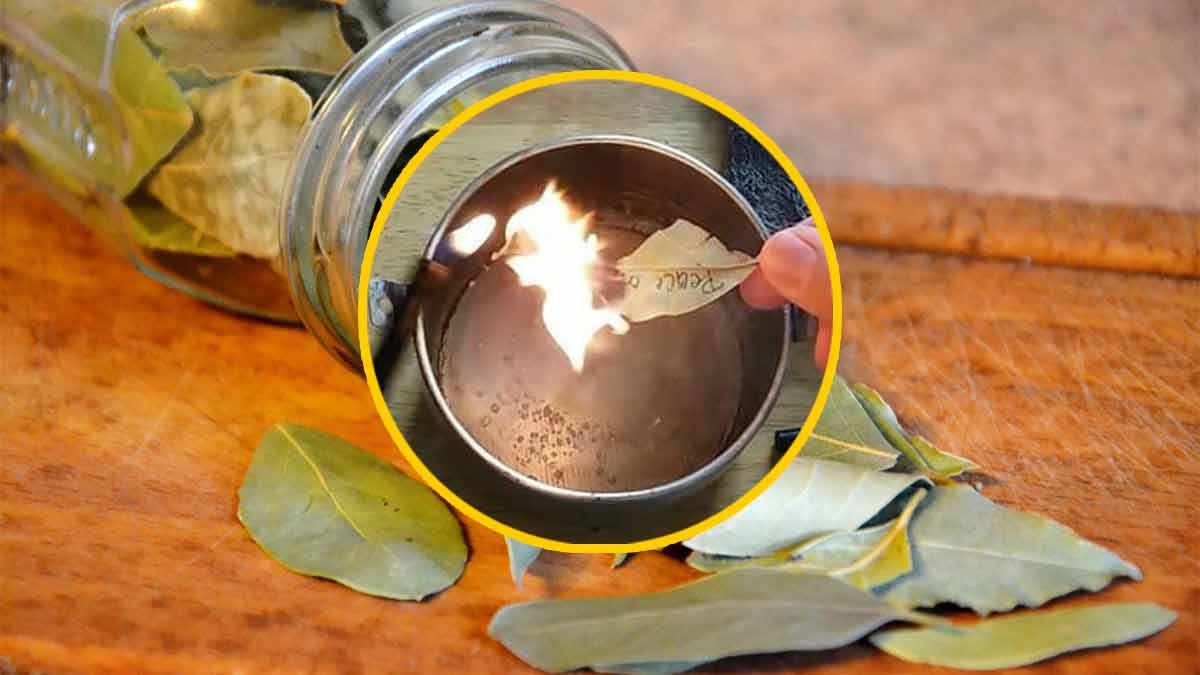Brûler une feuille de laurier : un phénomène magique va survenir au ...