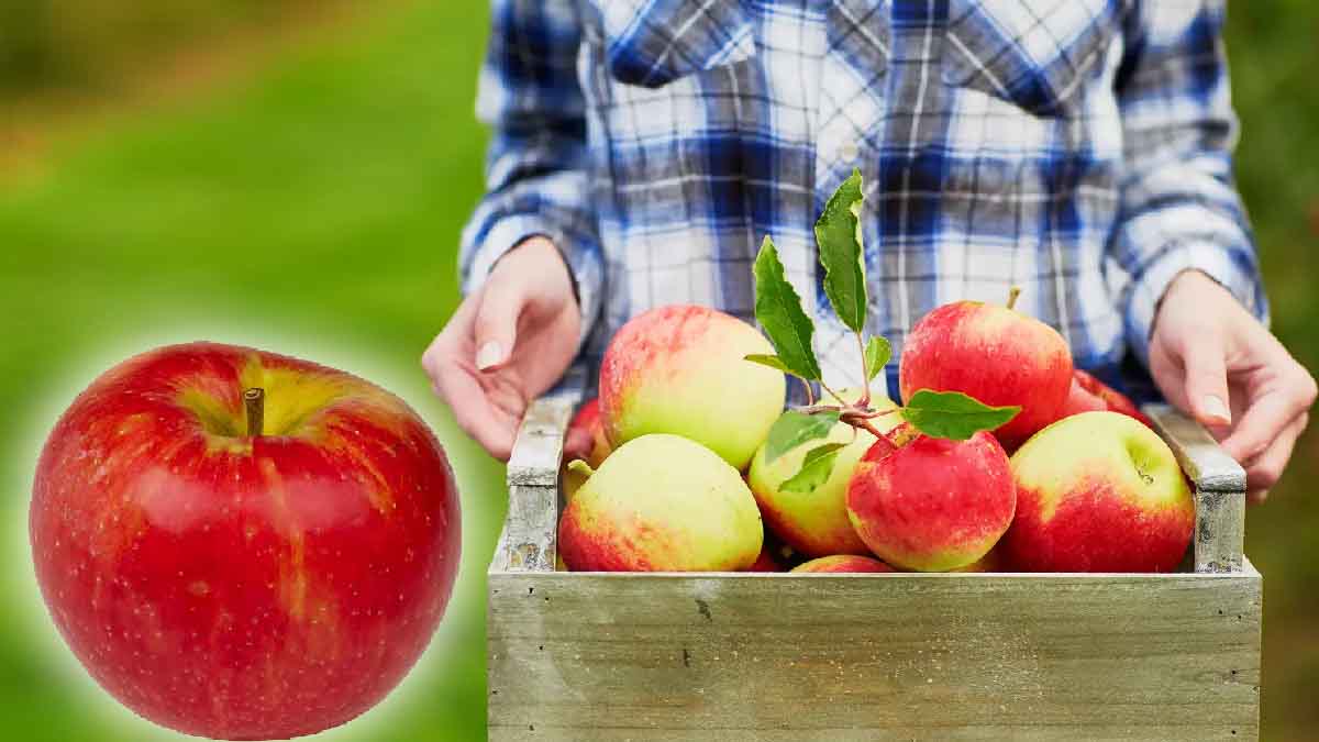 Comment conserver les pommes convenablement après la récolte