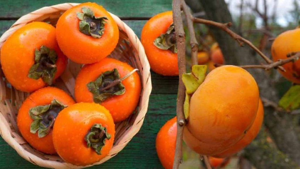 Comment faire mûrir les kakis ? Voici la technique de la maturation ...
