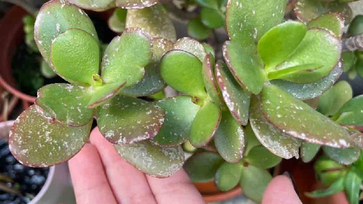Si votre arbre de jade a des taches blanches, essayez ces remèdes ...