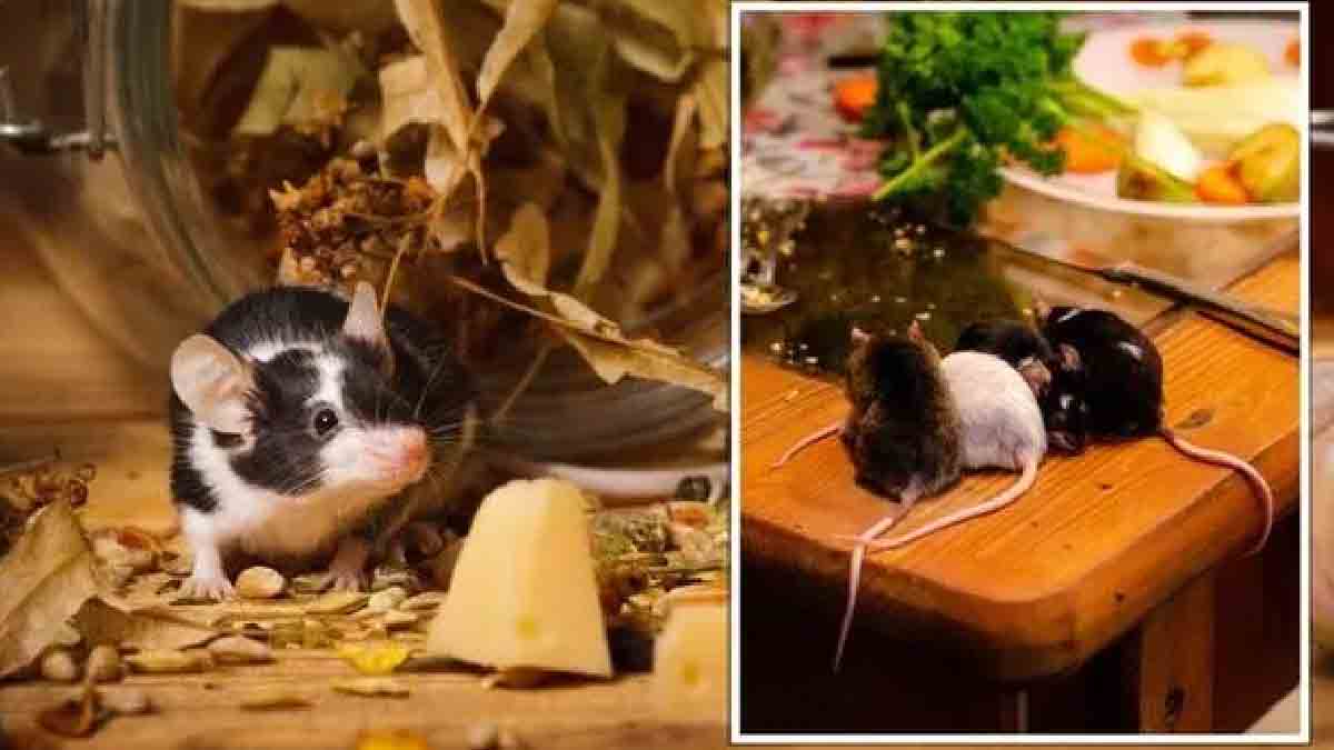 Souris : découvrez des méthodes incontournables pour les éloigner de ...