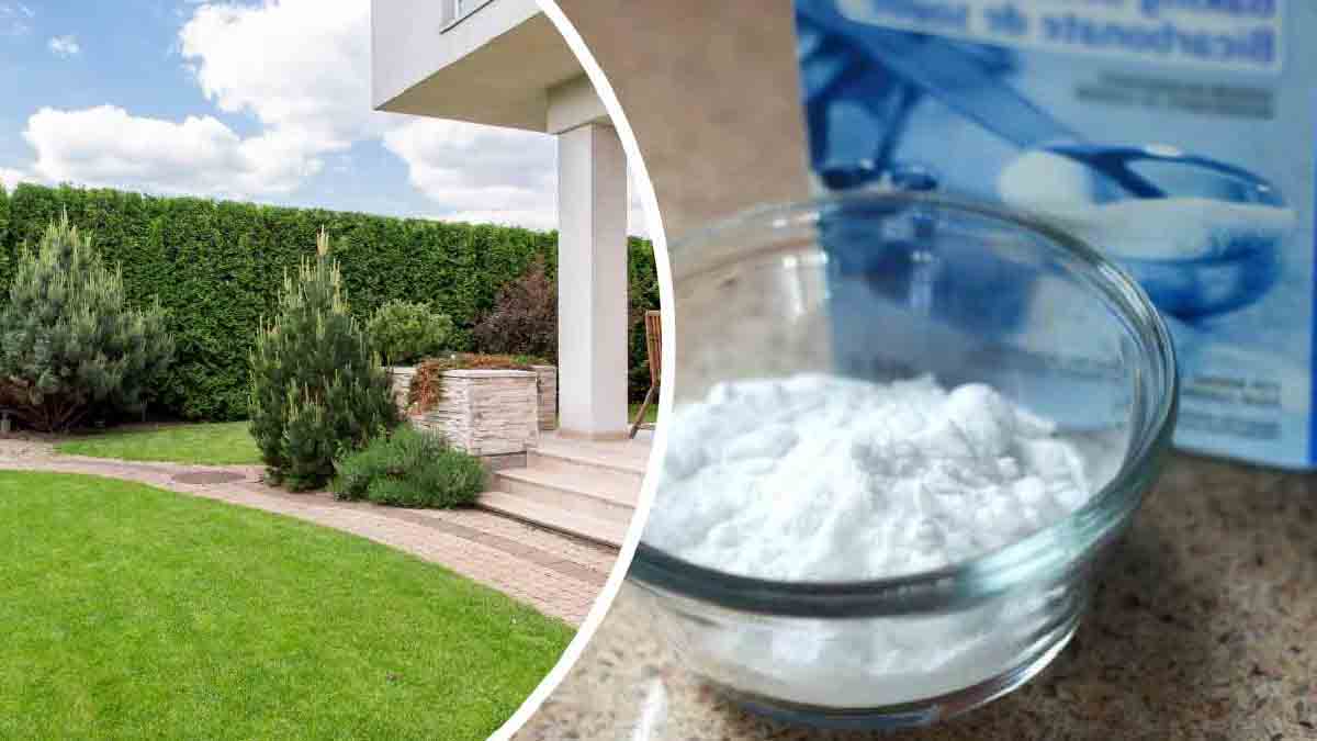 Bicarbonate de soude au jardin : quelques usages que vous ne soupçonnez ...