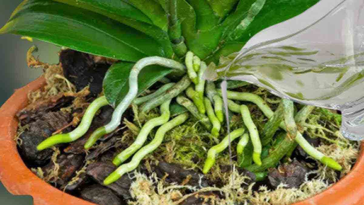 Cette substance magique fait fleurir les orchidées tout au long de l ...