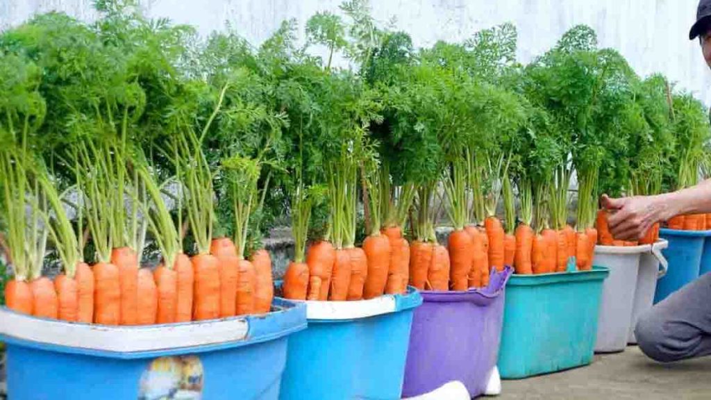 Comment cultiver des carottes à la maison ? Cette méthode des ...